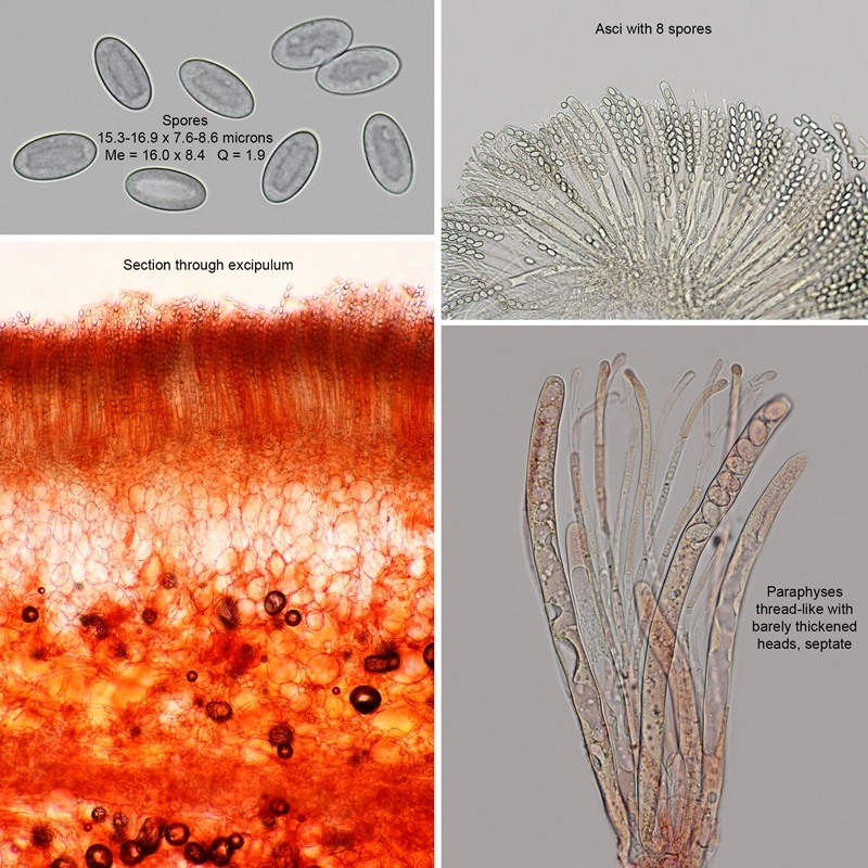 Peziza micropus Fungus Species
