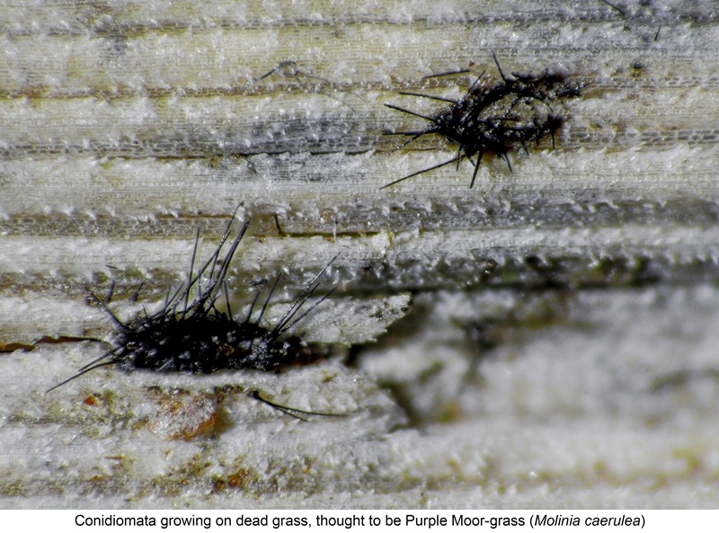 Phomatospora dinemasporium Fungus Species