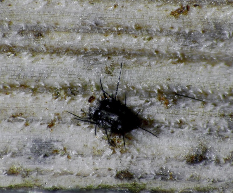 Phomatospora dinemasporium Fungus Species