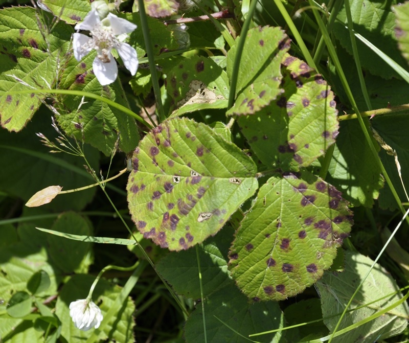 Phragmidium violaceum Fungus Species