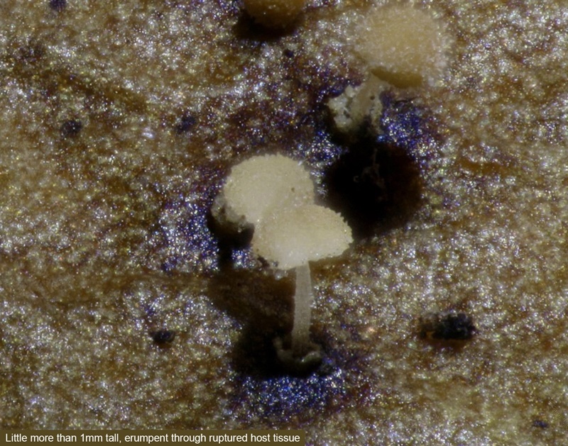 Physalacria stilboidea Fungus Species