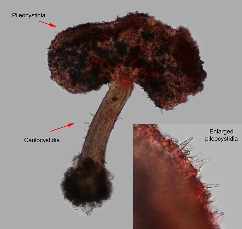 Physalacria stilboidea Fungus Species