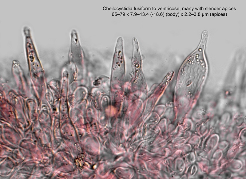 Physalacria stilboidea Fungus Species