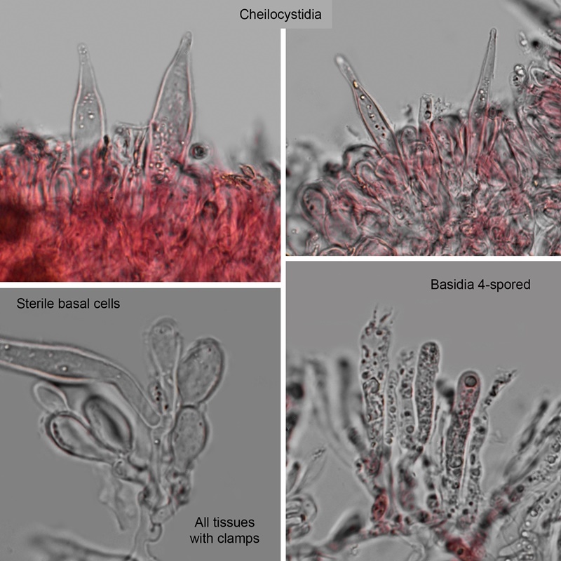 Physalacria stilboidea Fungus Species