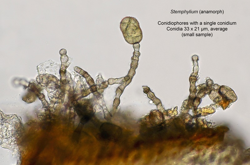 Stemphylium Herbarum