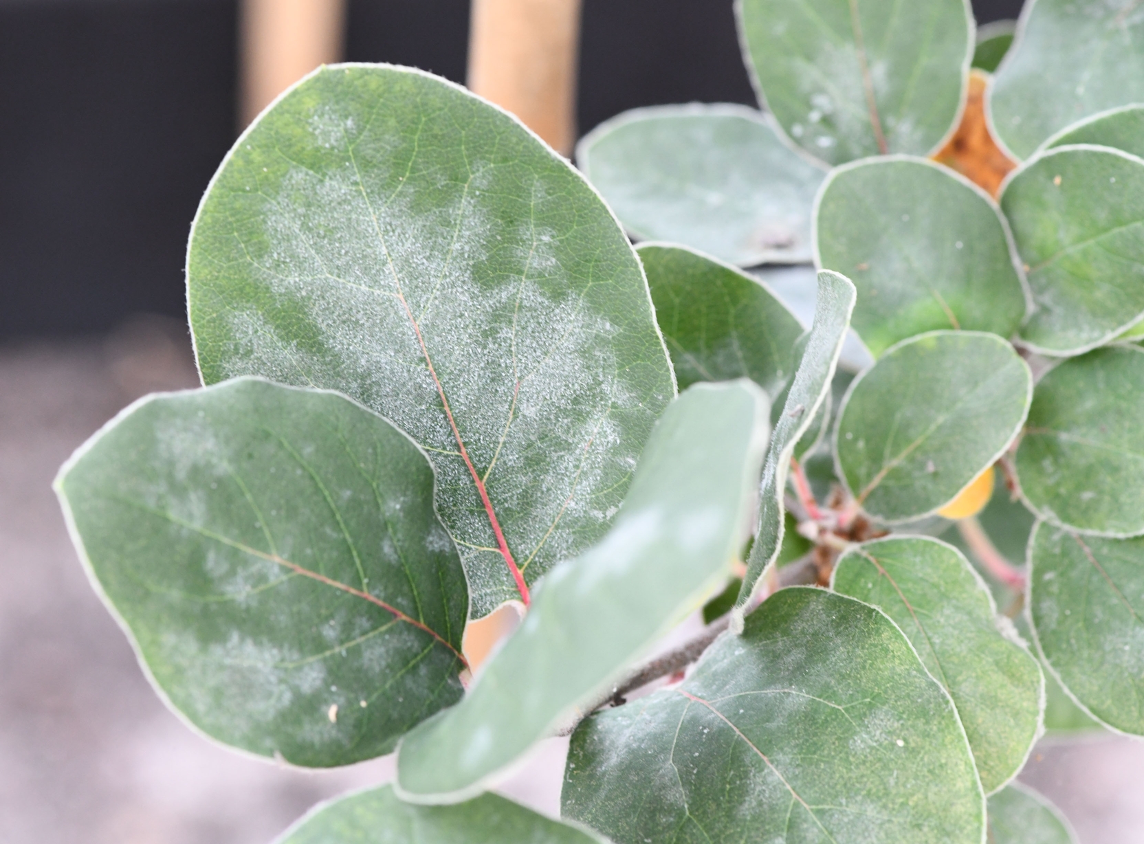 Podosphaera clandestina var. cydoniae Fungus Species