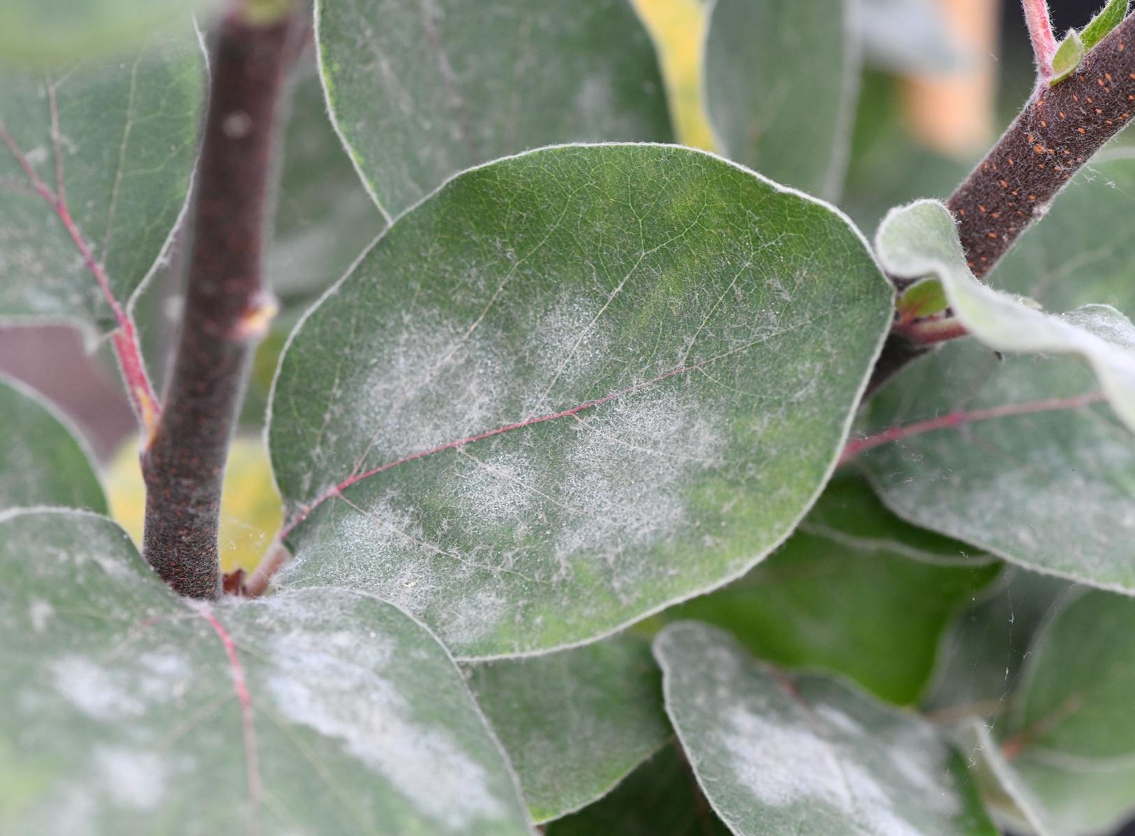 Podosphaera clandestina var. cydoniae Fungus Species