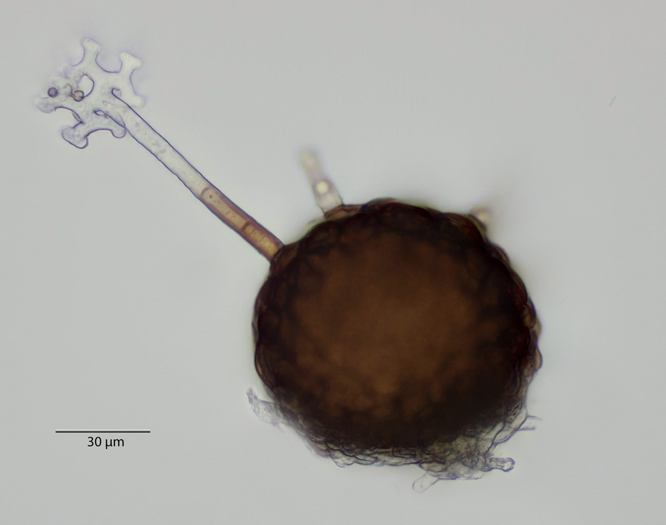 Podosphaera clandestina var. cydoniae Fungus Species