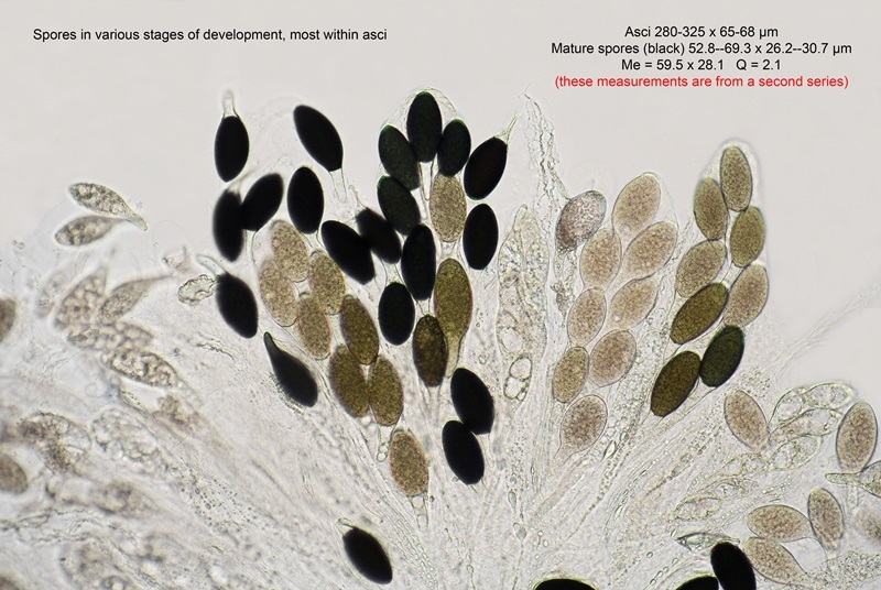 Podospora intestinacea Fungus Species