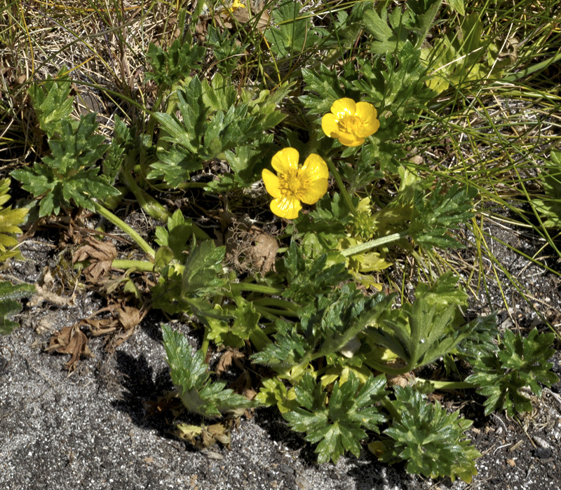 Urocystis ranunculi Fungus Species
