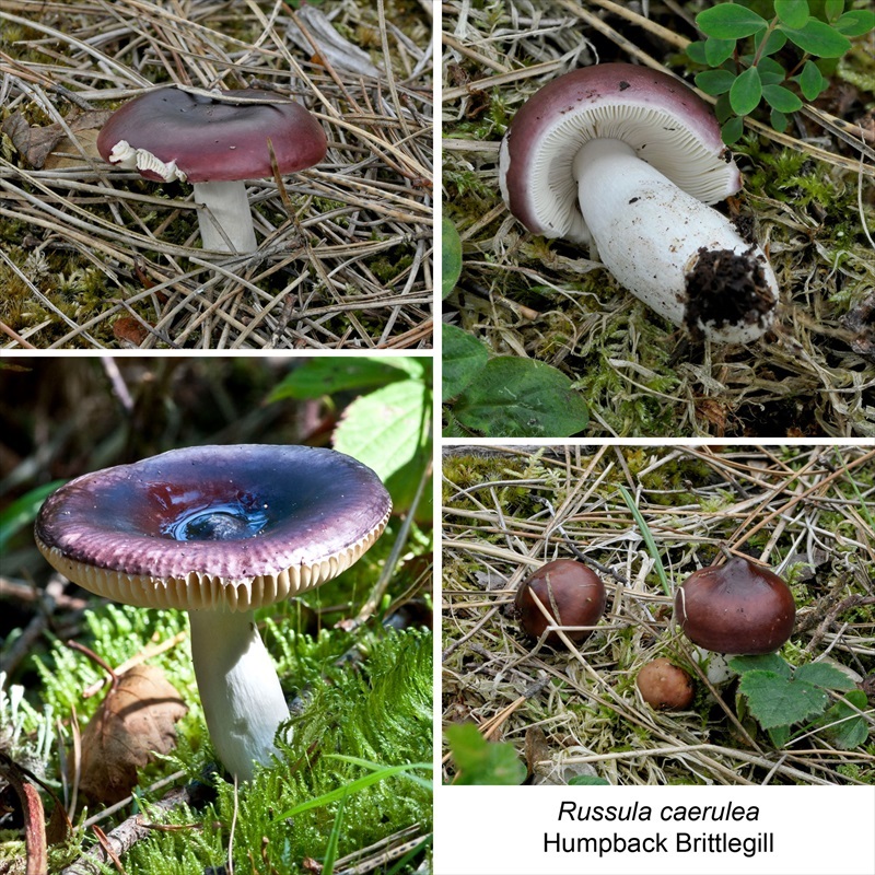 Russula caerulea Fungus Species