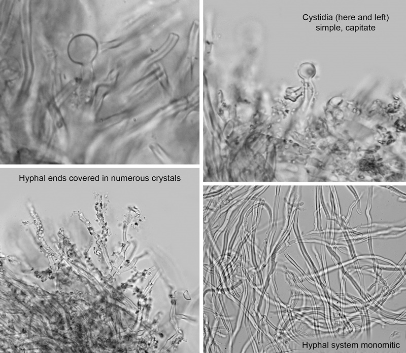 Schizopora radula Fungus Species