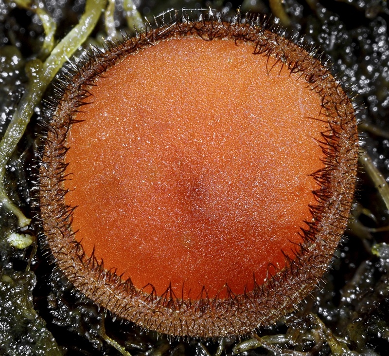 Scutellinia decipiens Fungus Species