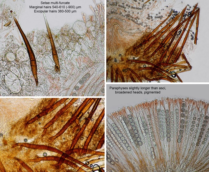 Scutellinia decipiens Fungus Species