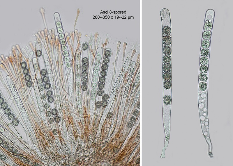 Scutellinia decipiens Fungus Species