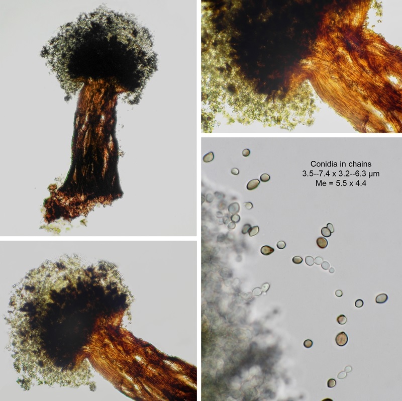 Seifertia azaleae Fungus Species
