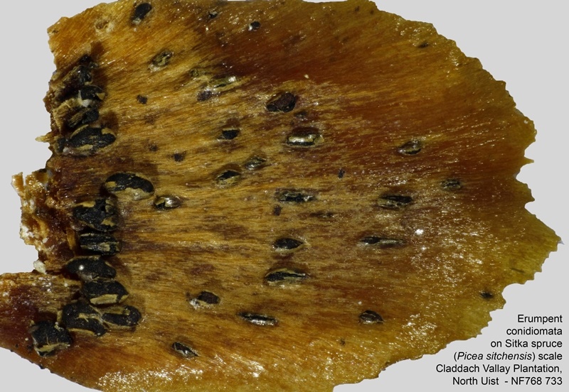 Sirococcus conigenus Fungus Species