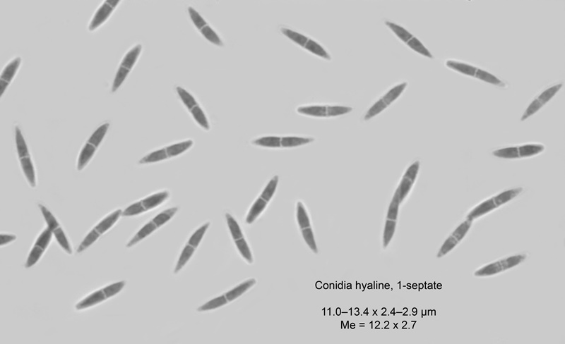 Sirococcus conigenus Fungus Species