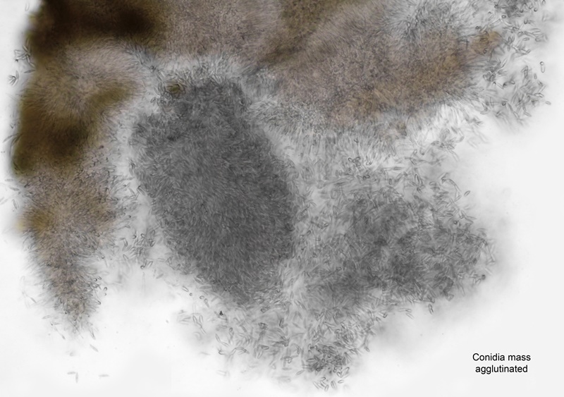 Sirococcus conigenus Fungus Species