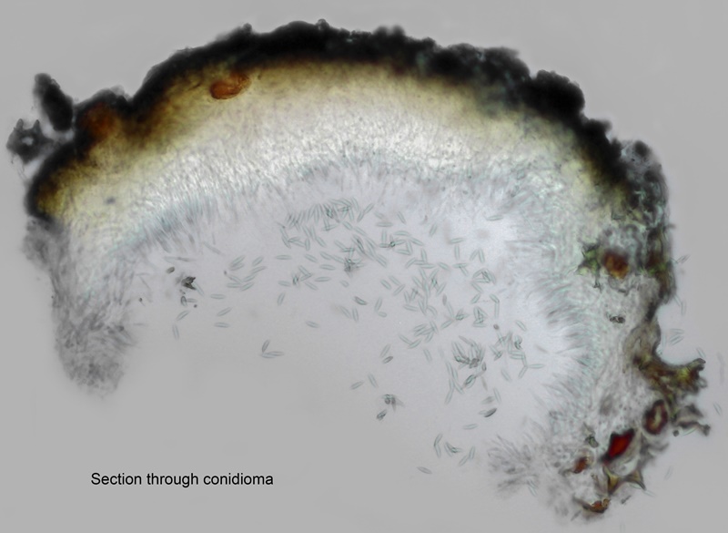 Sirococcus conigenus Fungus Species