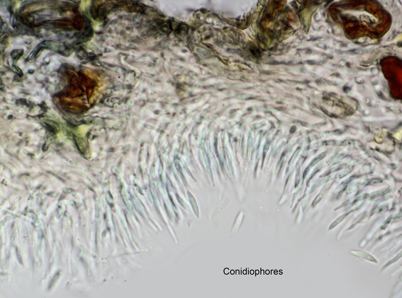 Sirococcus conigenus Fungus Species