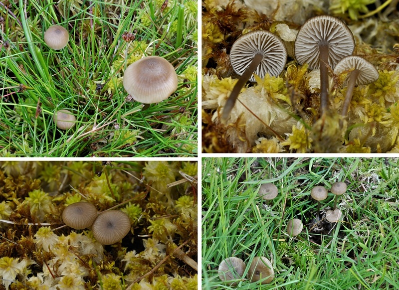 Sphagnurus paluster Fungus Species