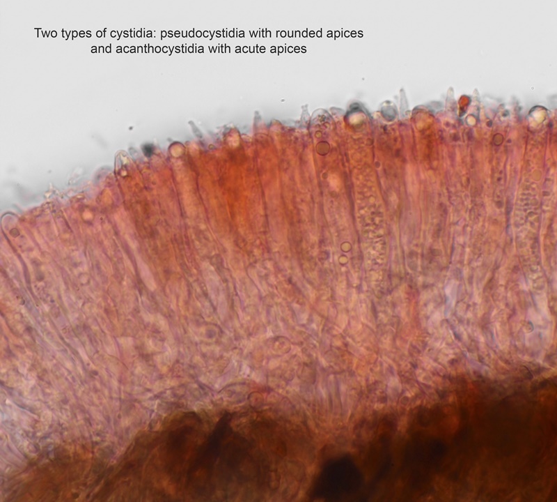 Stereum rugosum Fungus Species