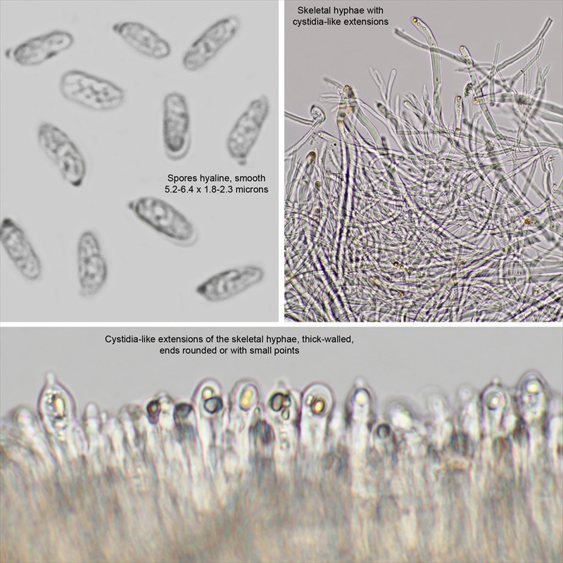 Stereum subtomentosum Fungus Species