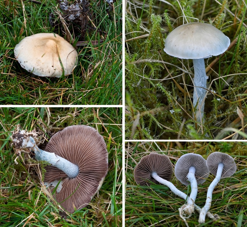 Stropharia pseudocyanea Fungus Species